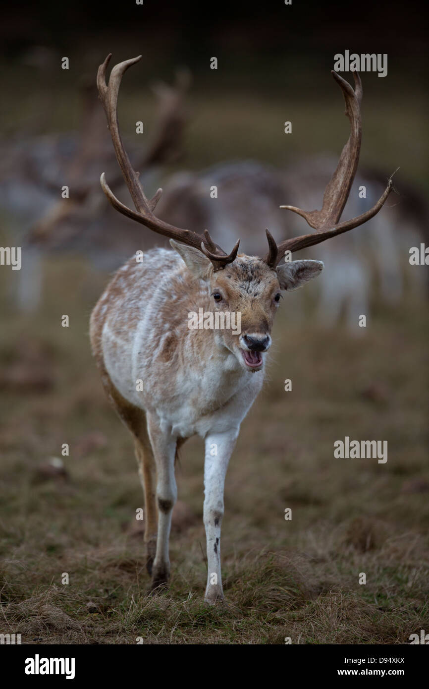 Ecological fallow hi-res stock photography and images - Alamy