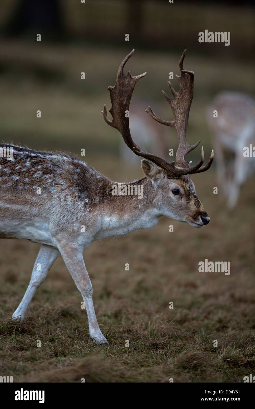 Fallow Deer, England, United Kingdom Stock Photo - Alamy