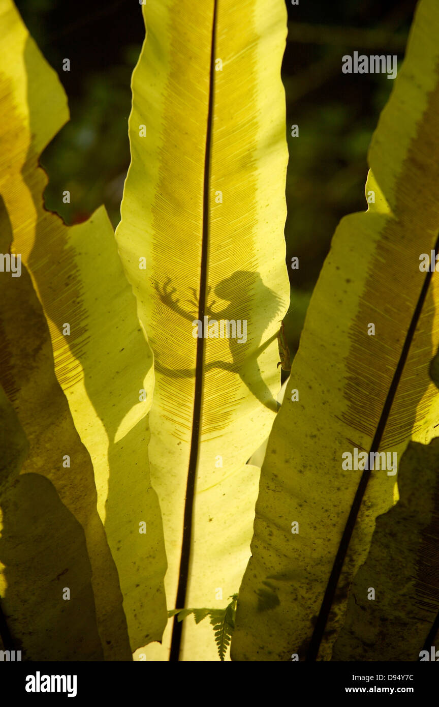 Banana like leaves hi-res stock photography and images - Alamy