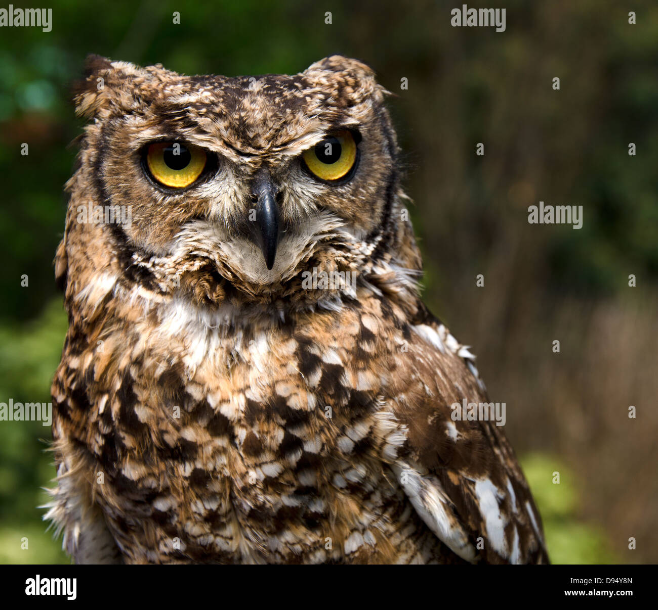 The horned owl Stock Photo - Alamy