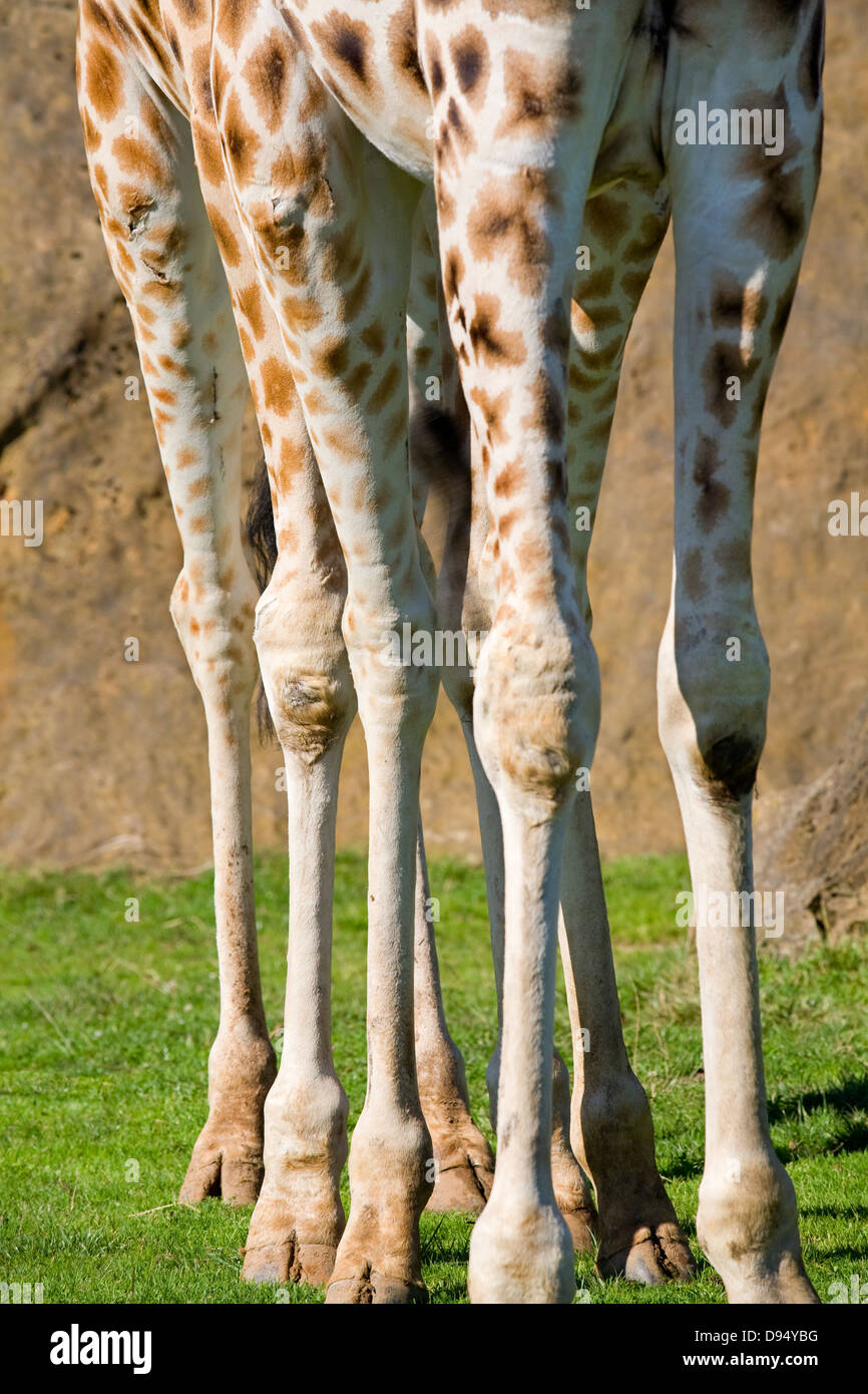 Giraffe legs hi-res stock photography and images - Alamy