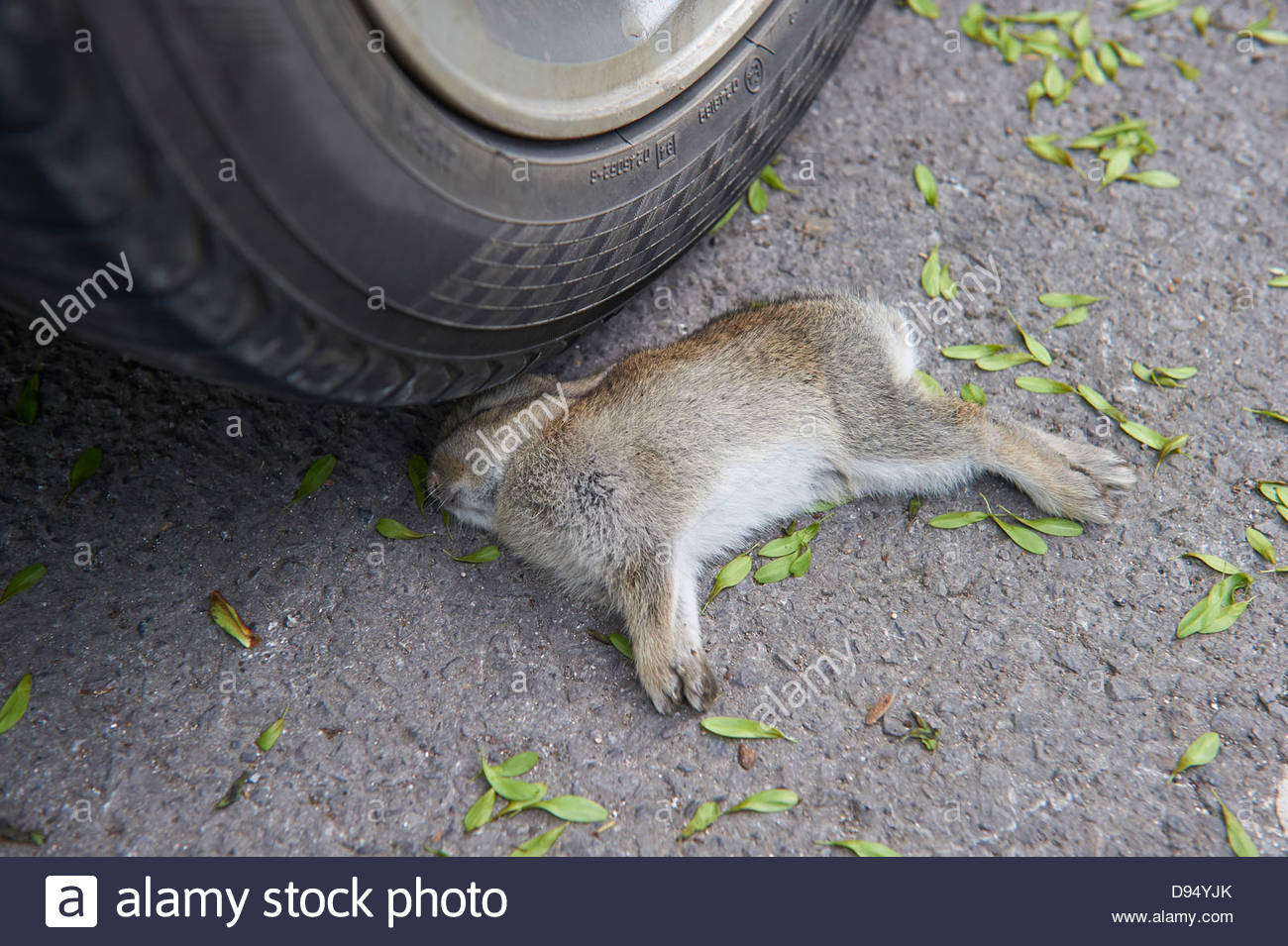 Sad Rabbit High Resolution Stock Photography and Images - Alamy