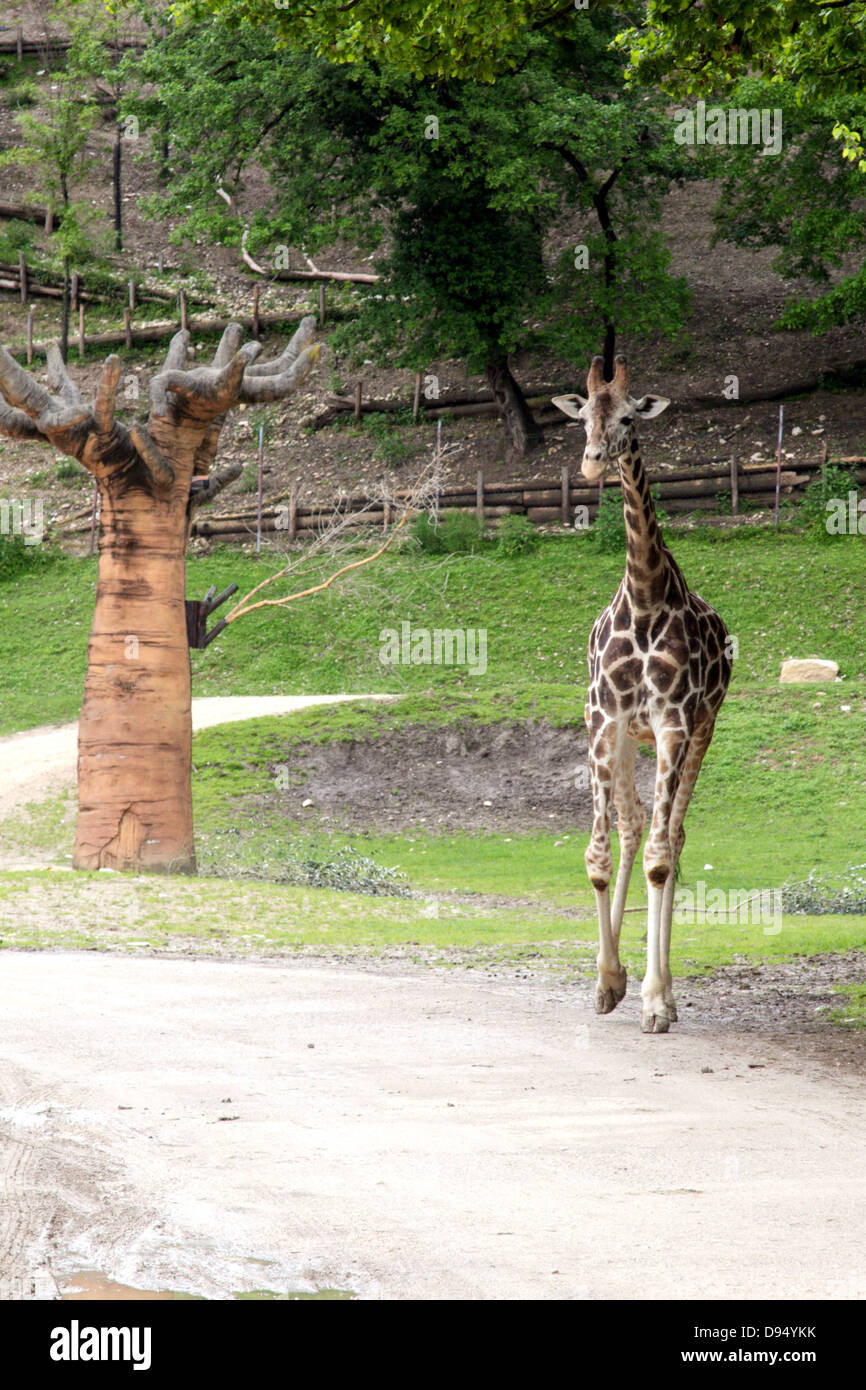 a giraffe run in a street Stock Photo - Alamy
