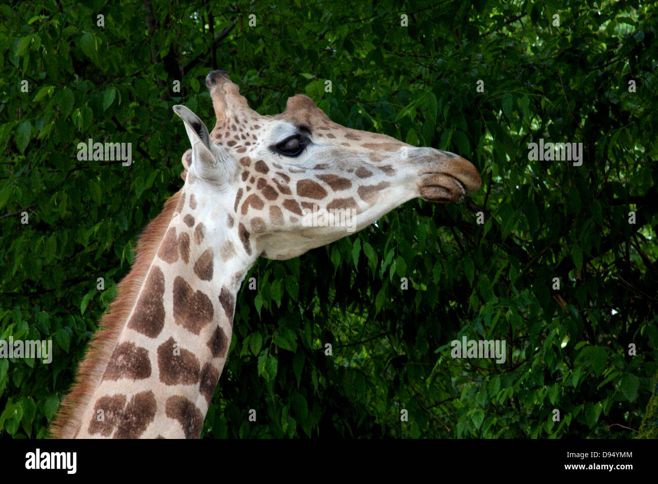 a portrait of a giraffe Stock Photo - Alamy