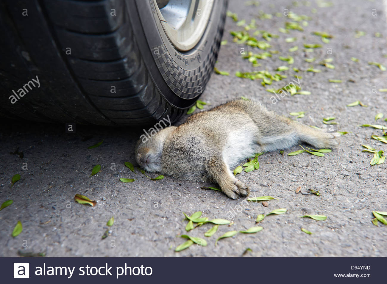 Road Kill Rabbit Dead High Resolution Stock Photography and Images - Alamy