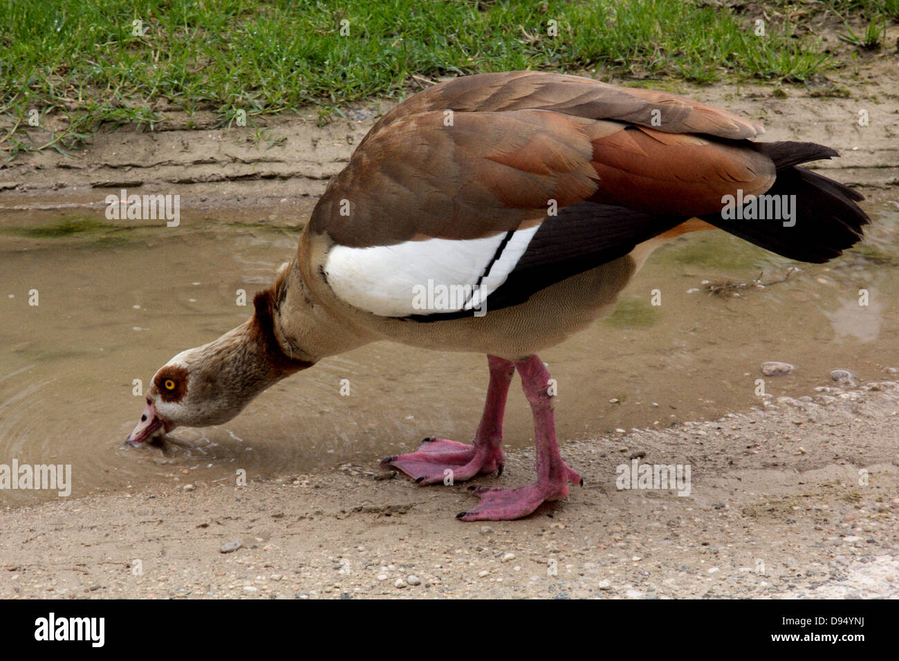 a duck in a street Stock Photo - Alamy