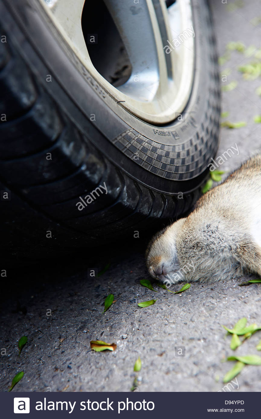 Road Kill Rabbit Dead High Resolution Stock Photography and Images - Alamy