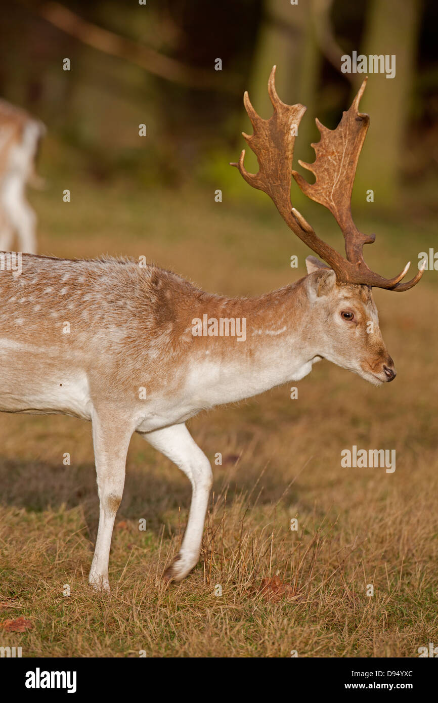 Fallow Deer, England, United Kingdom Stock Photo - Alamy