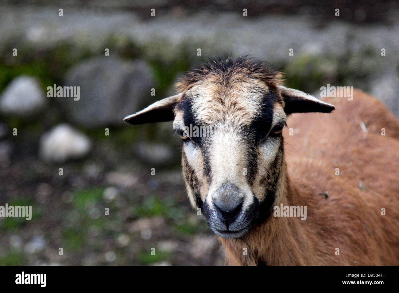 Goat with red eyes hi-res stock photography and images - Alamy