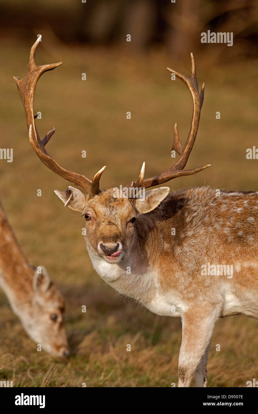 Fallow Deer, England, United Kingdom Stock Photo - Alamy