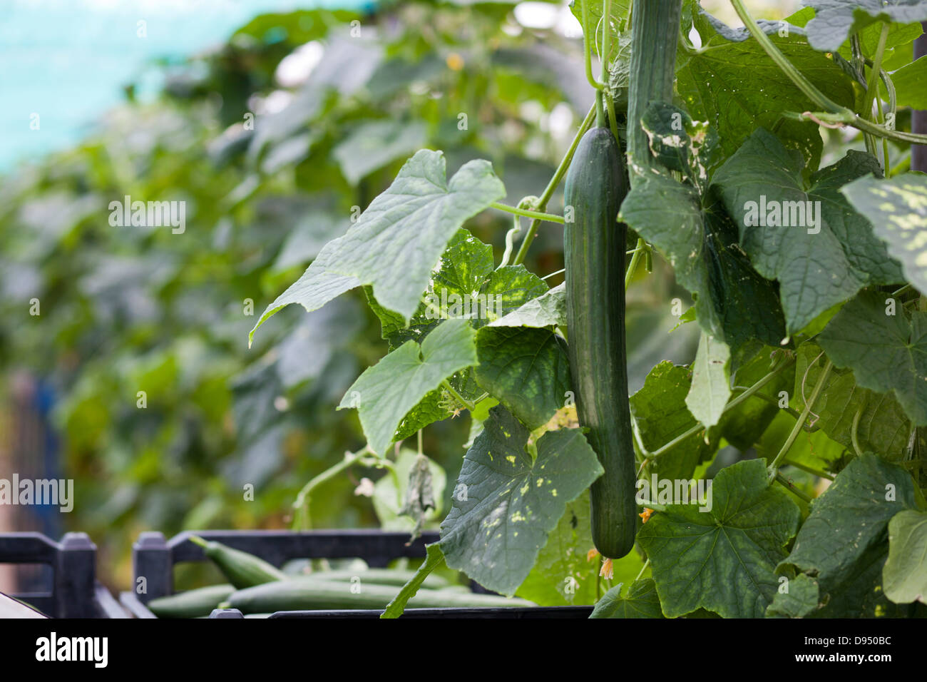 Greenhouse cucumber uk hi-res stock photography and images - Alamy