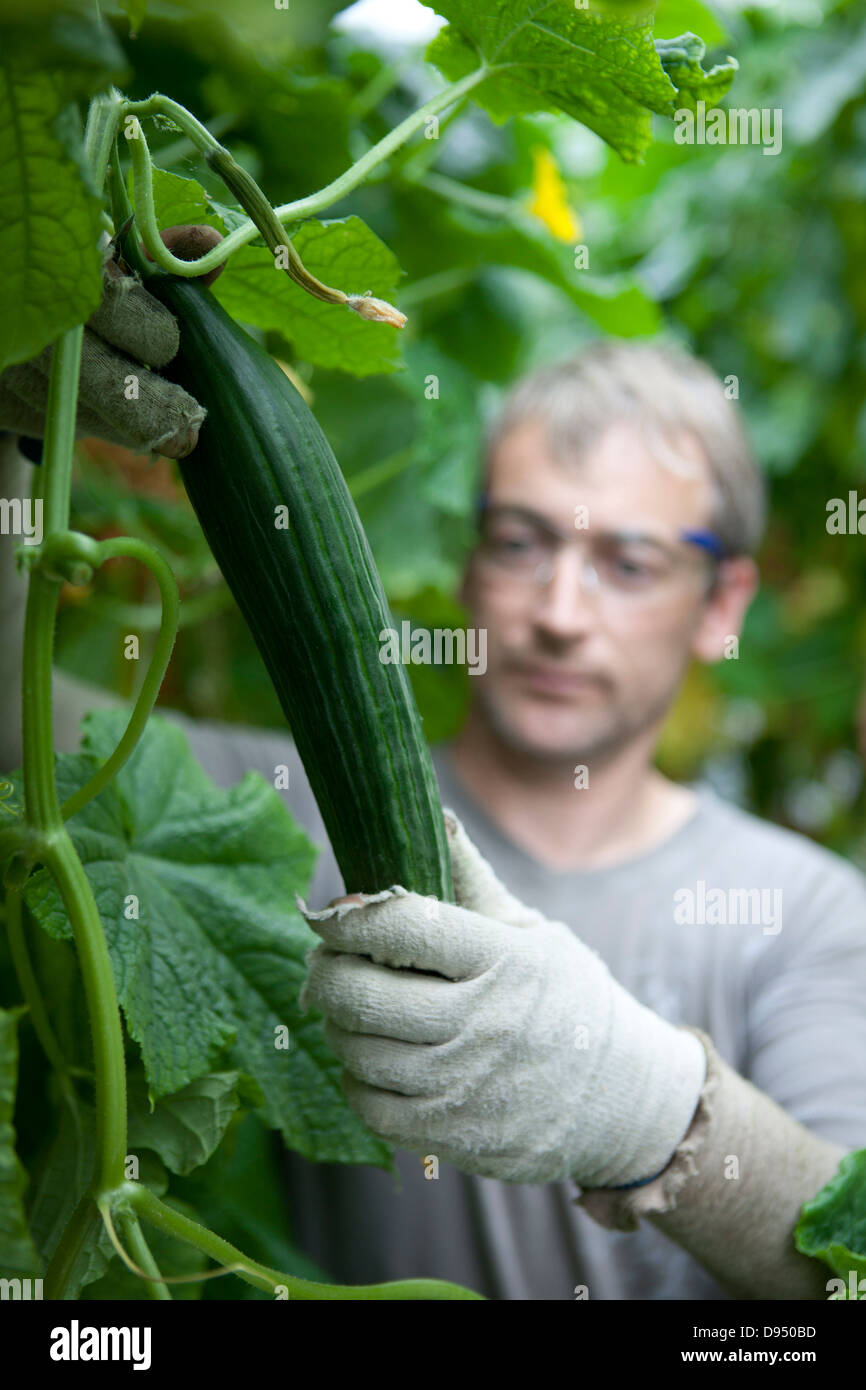 Greenhouse cucumber uk hi-res stock photography and images - Alamy