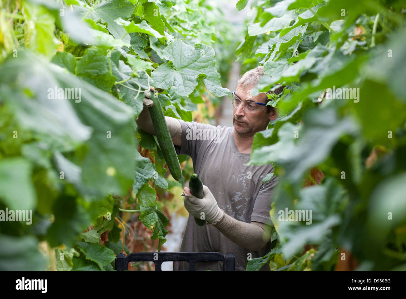 Greenhouse cucumber uk hi-res stock photography and images - Alamy