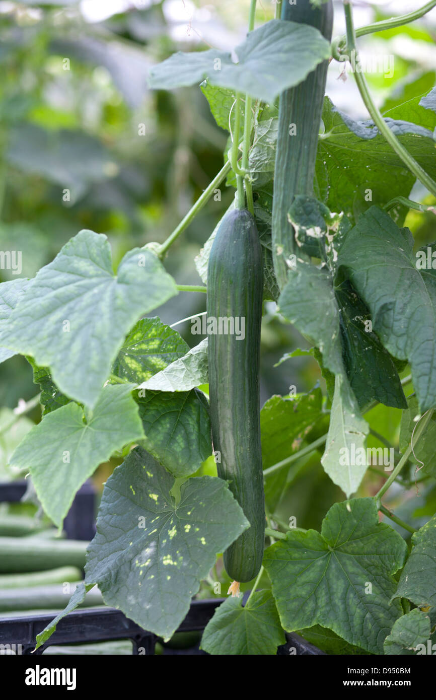 Greenhouse cucumber uk hi-res stock photography and images - Alamy