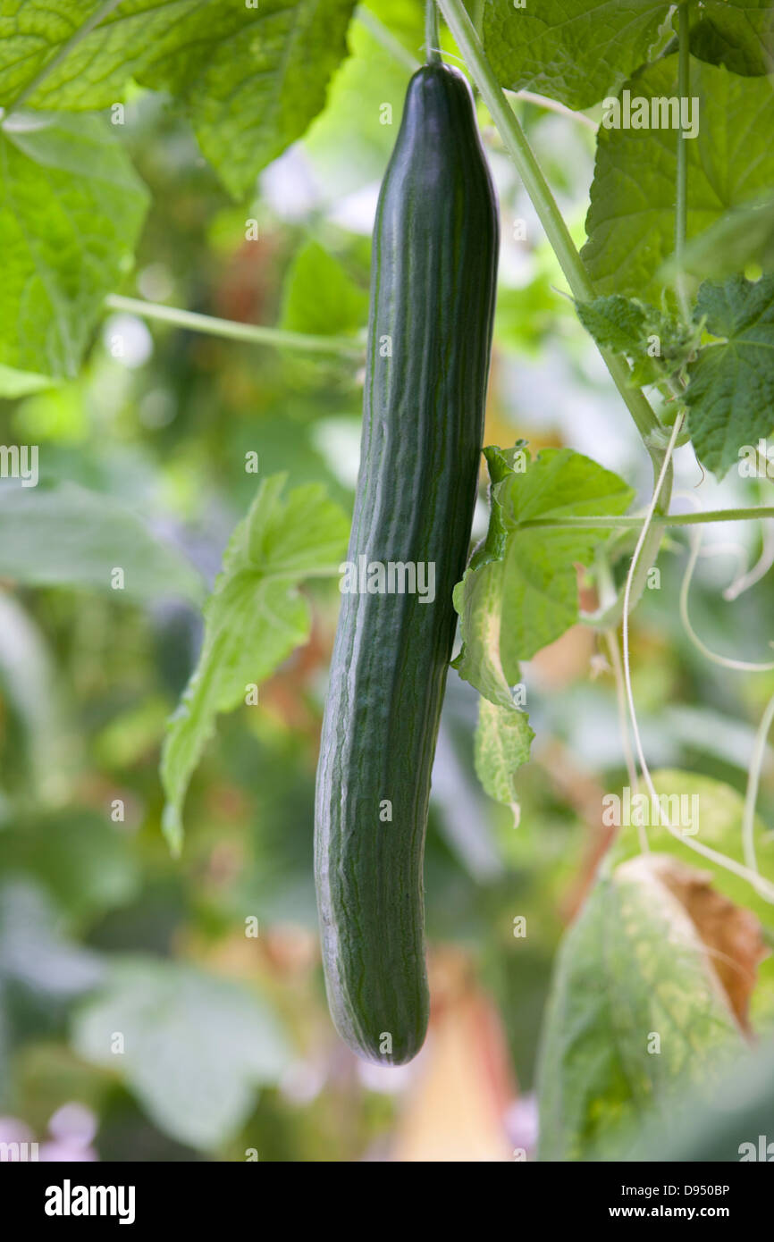 Greenhouse cucumber uk hi-res stock photography and images - Alamy