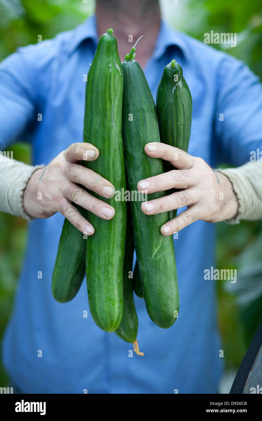 Greenhouse cucumber uk hi-res stock photography and images - Alamy