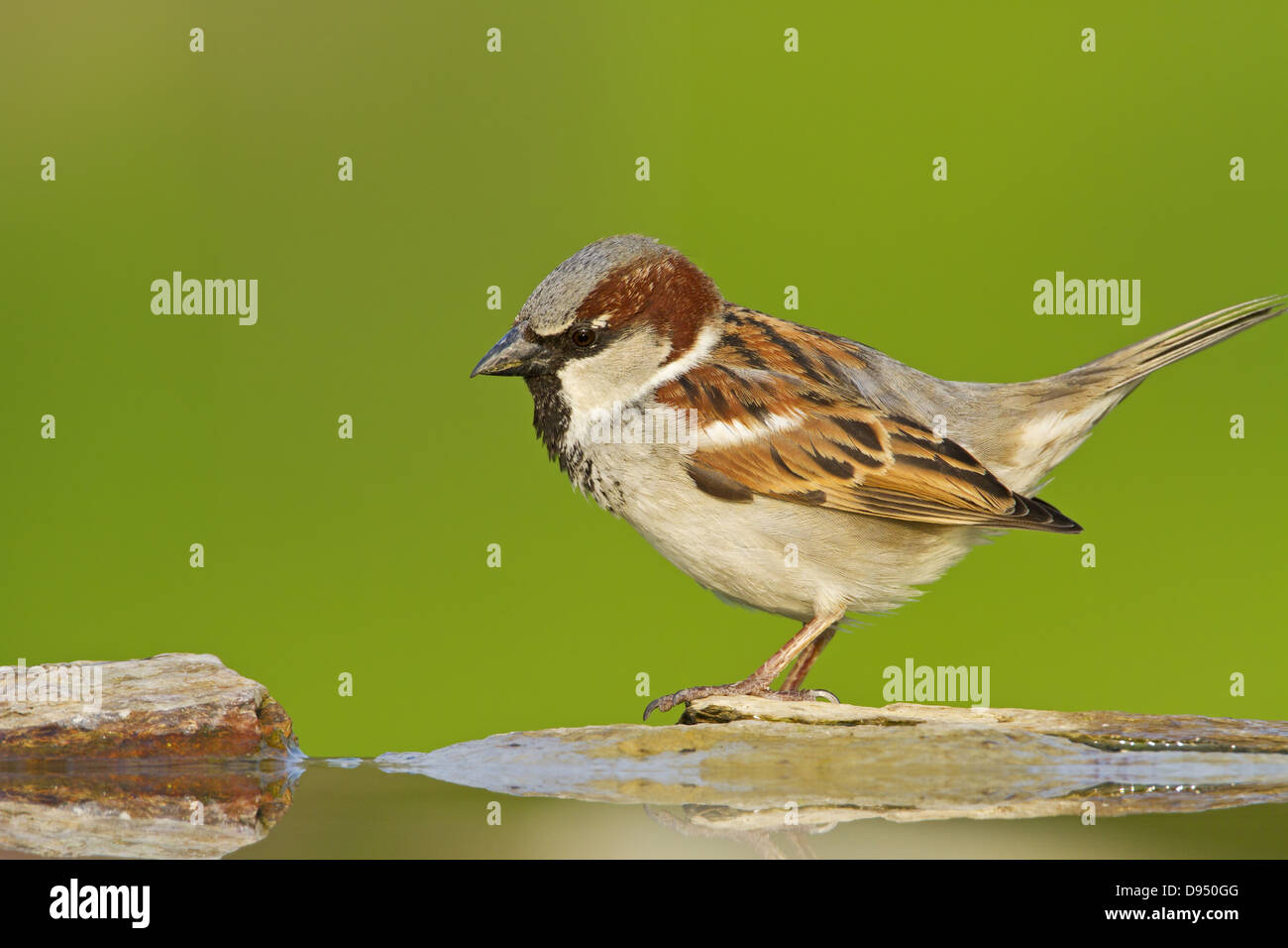 Passer sp hi-res stock photography and images - Alamy