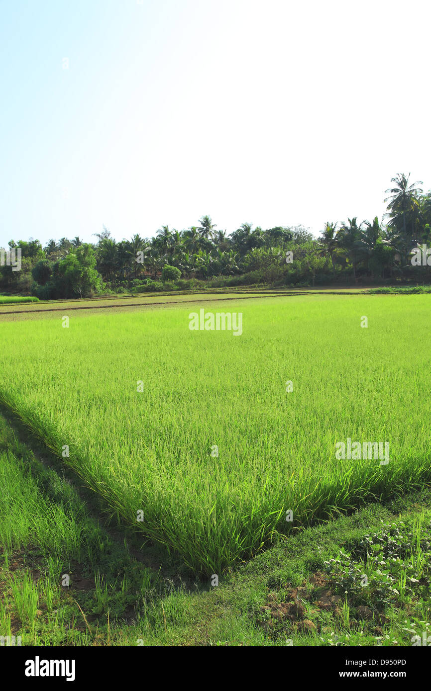 Ricefield with bright juicy shoots of rice Stock Photo - Alamy