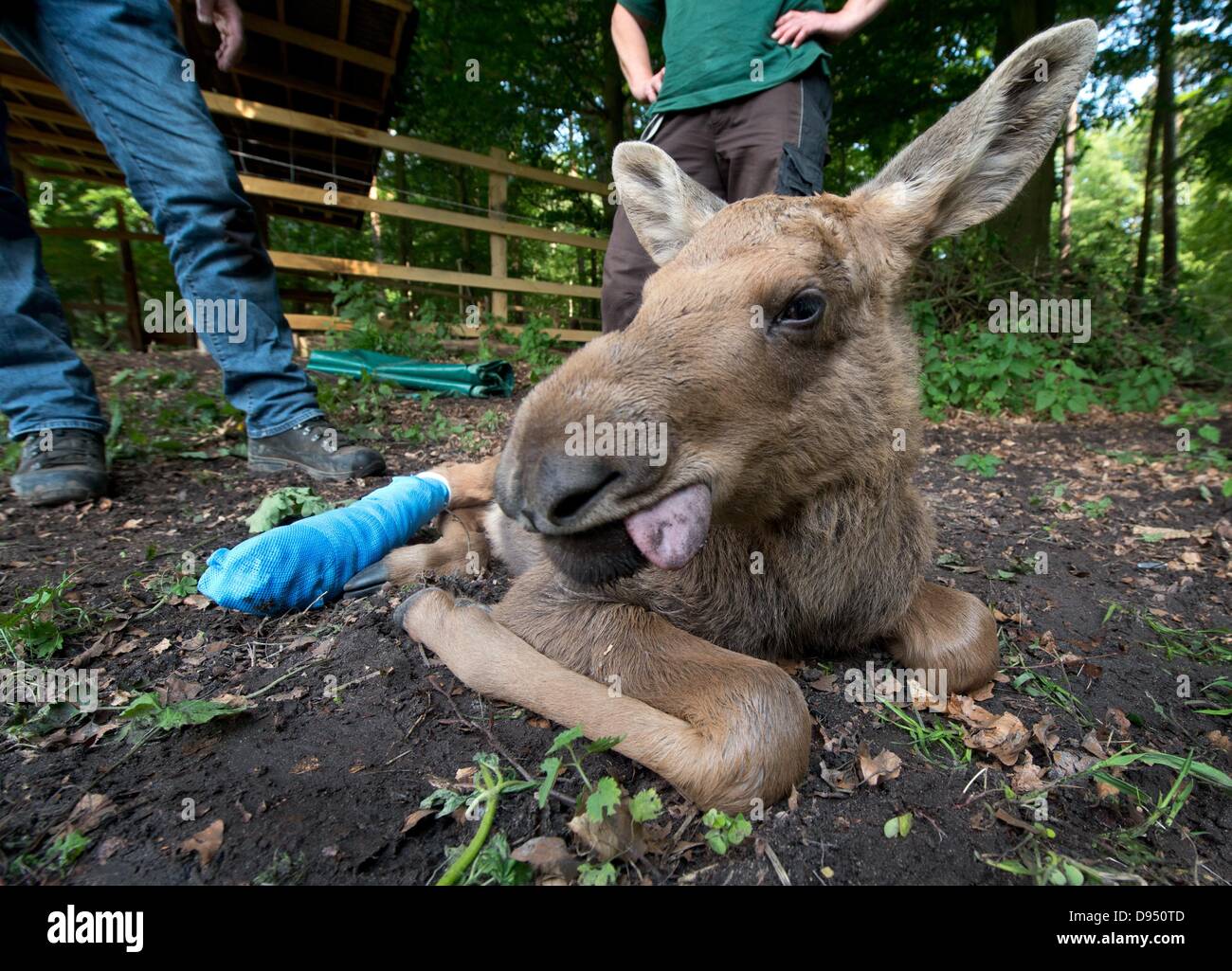Hanau, Germany. 11th June, 2013. Young moose 'Herbert' wakes up from a ...