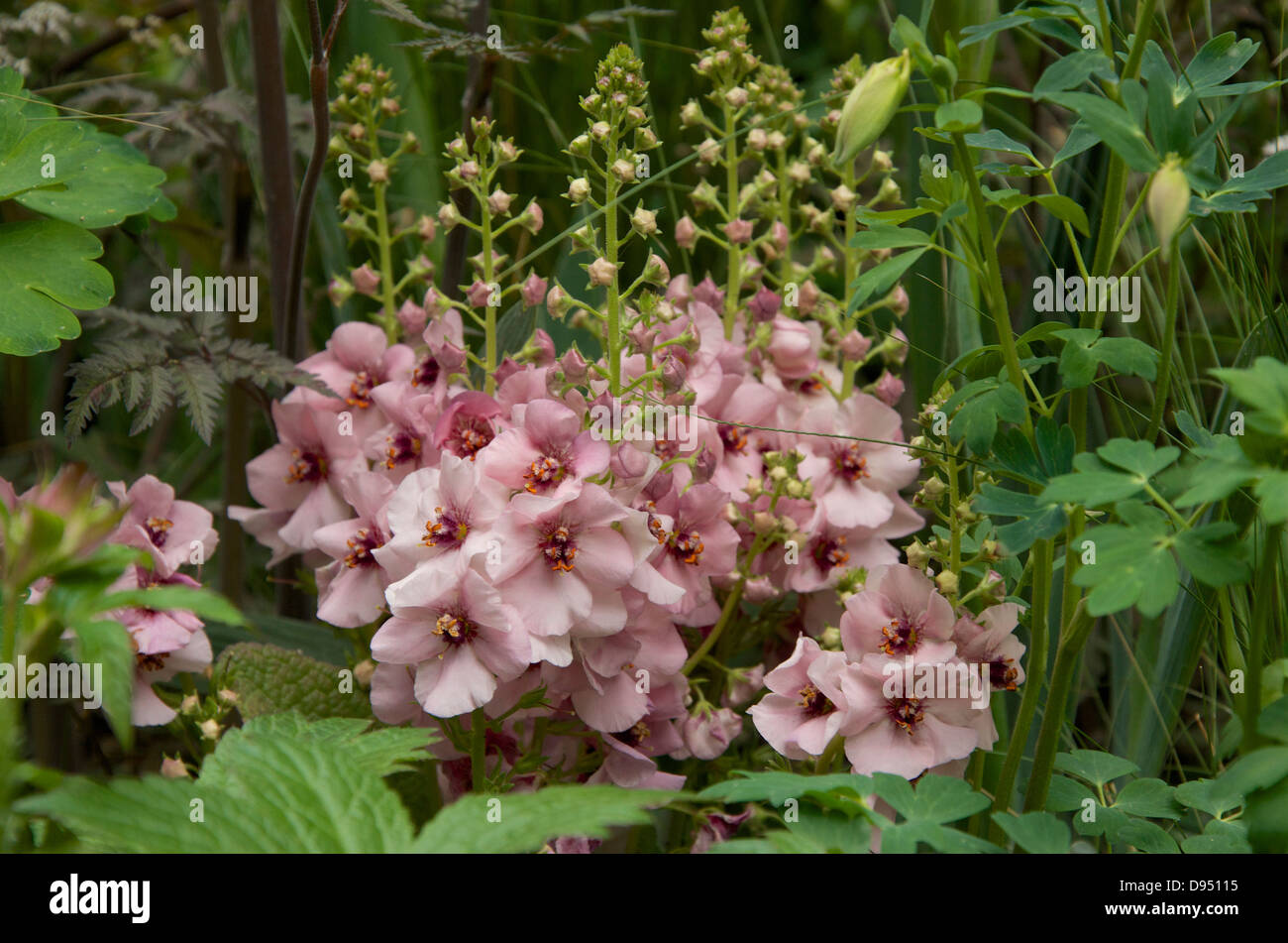 Jackie flowers hi-res stock photography and images - Alamy