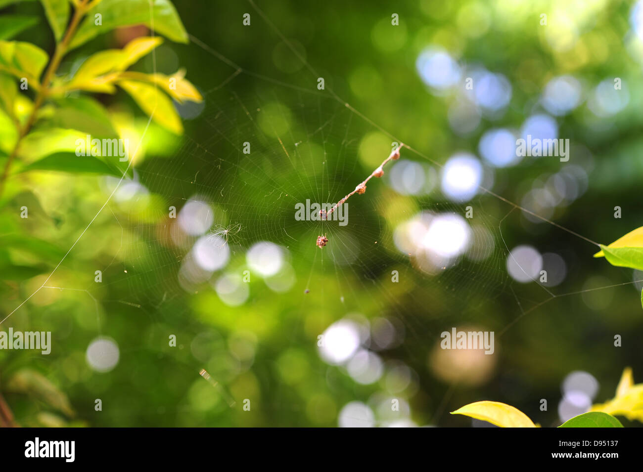 Web architecture hi-res stock photography and images - Alamy