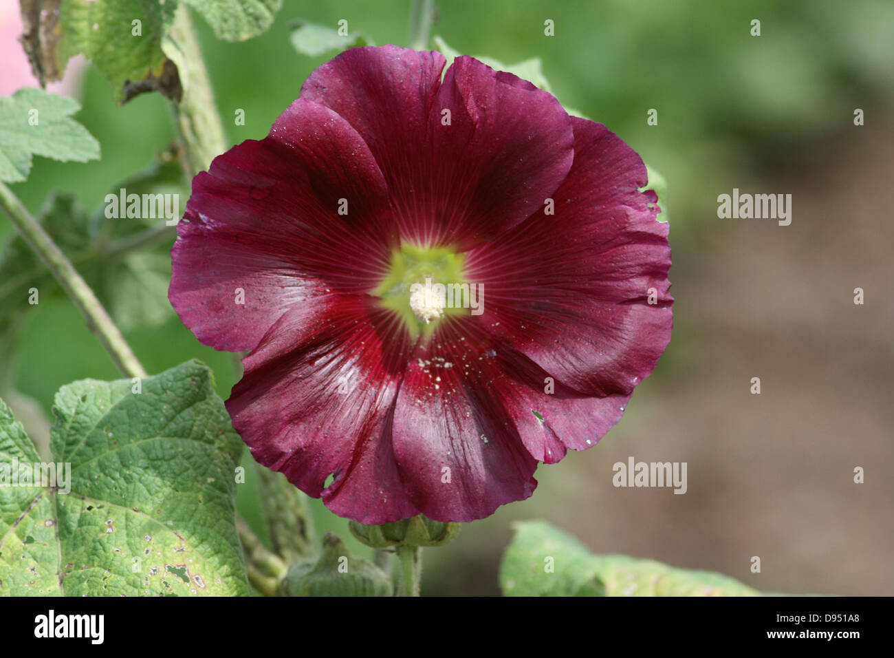 purple hollyhock (Alcea rosea Stock Photo - Alamy