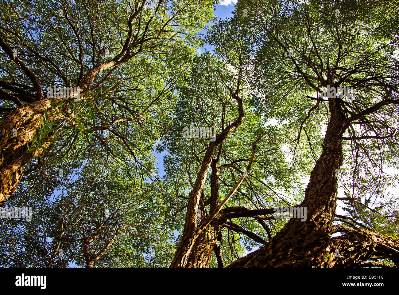 Canopy Of Willow High Resolution Stock Photography and Images - Alamy