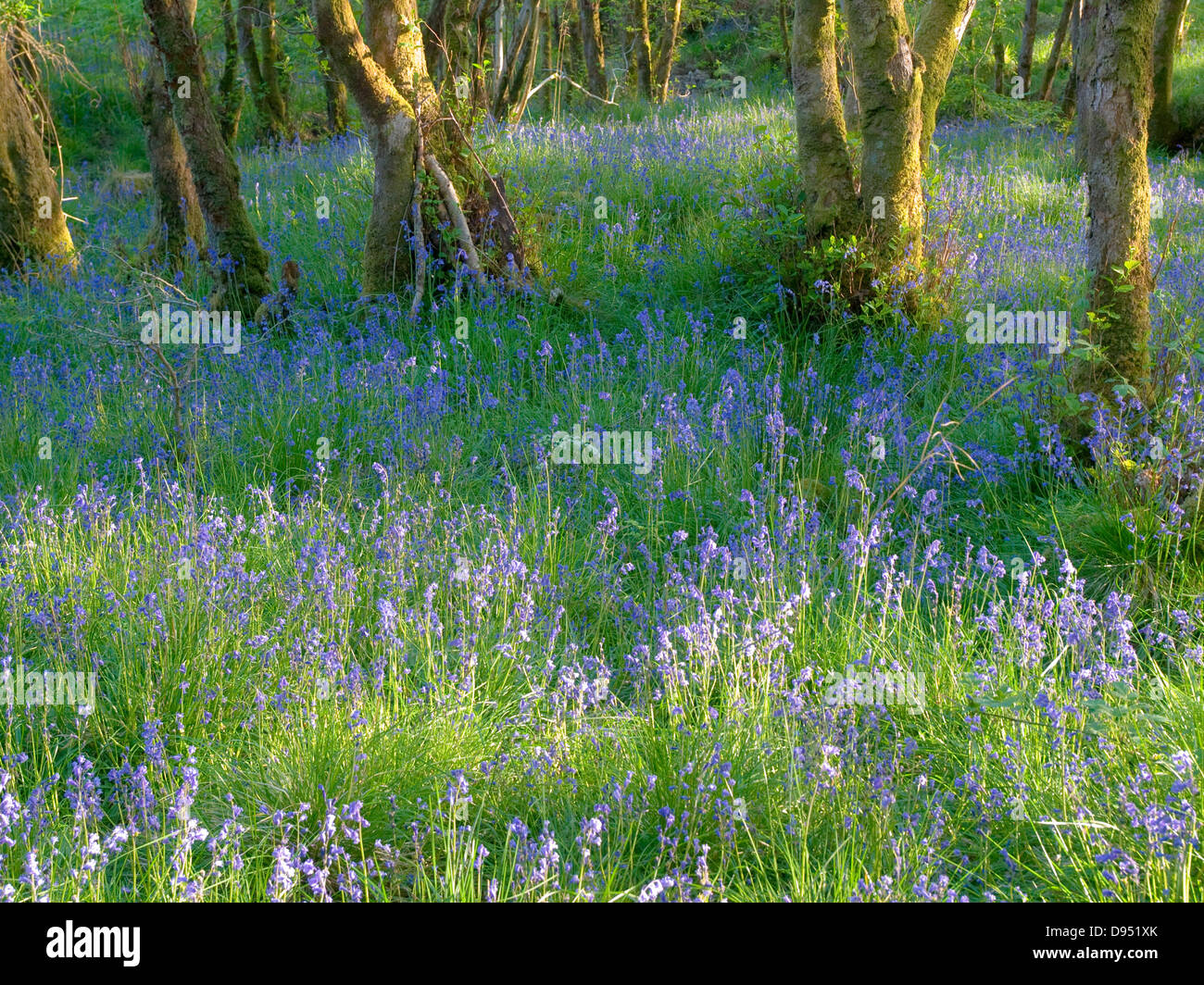 Scottish wildflowers hi-res stock photography and images - Alamy