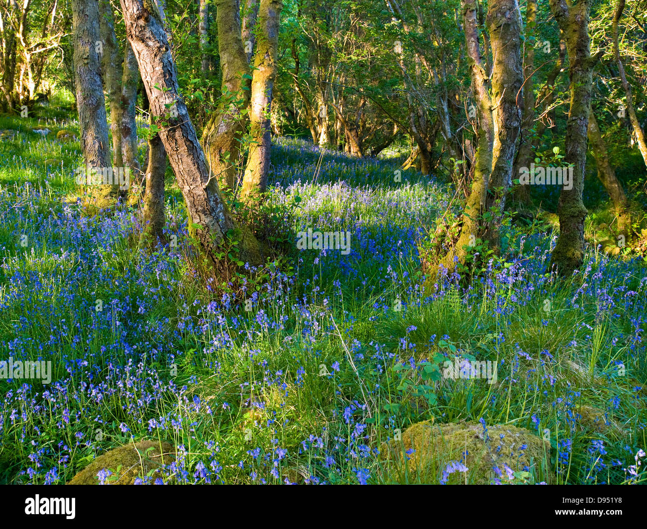 Scottish woodlands hi-res stock photography and images - Alamy