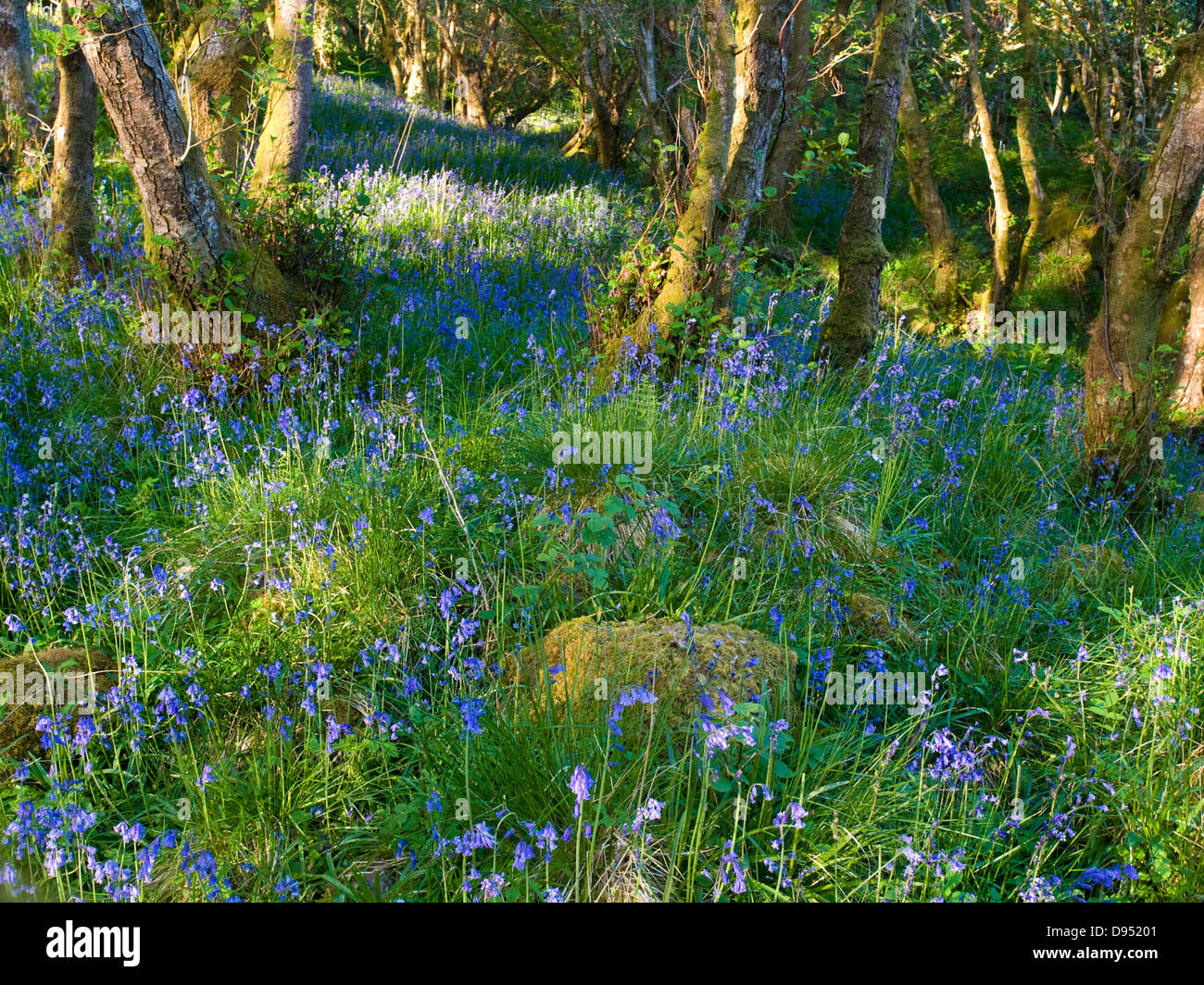 Scottish wildflowers hi-res stock photography and images - Alamy