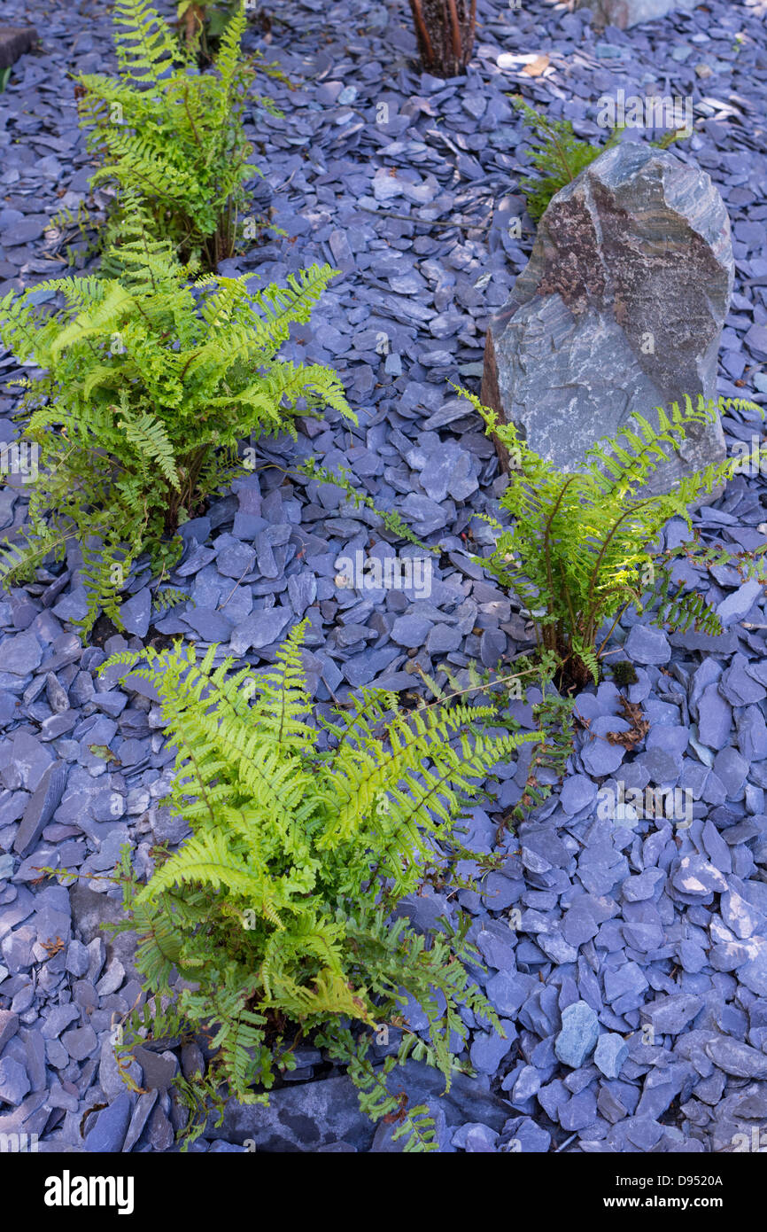 Ferns planted in slate scree Stock Photo - Alamy