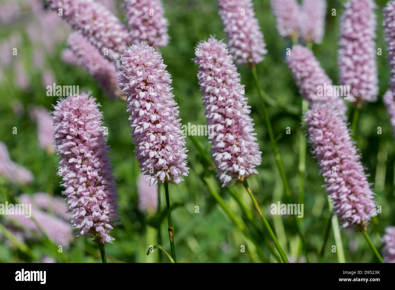 Persicaria hi-res stock photography and images - Alamy