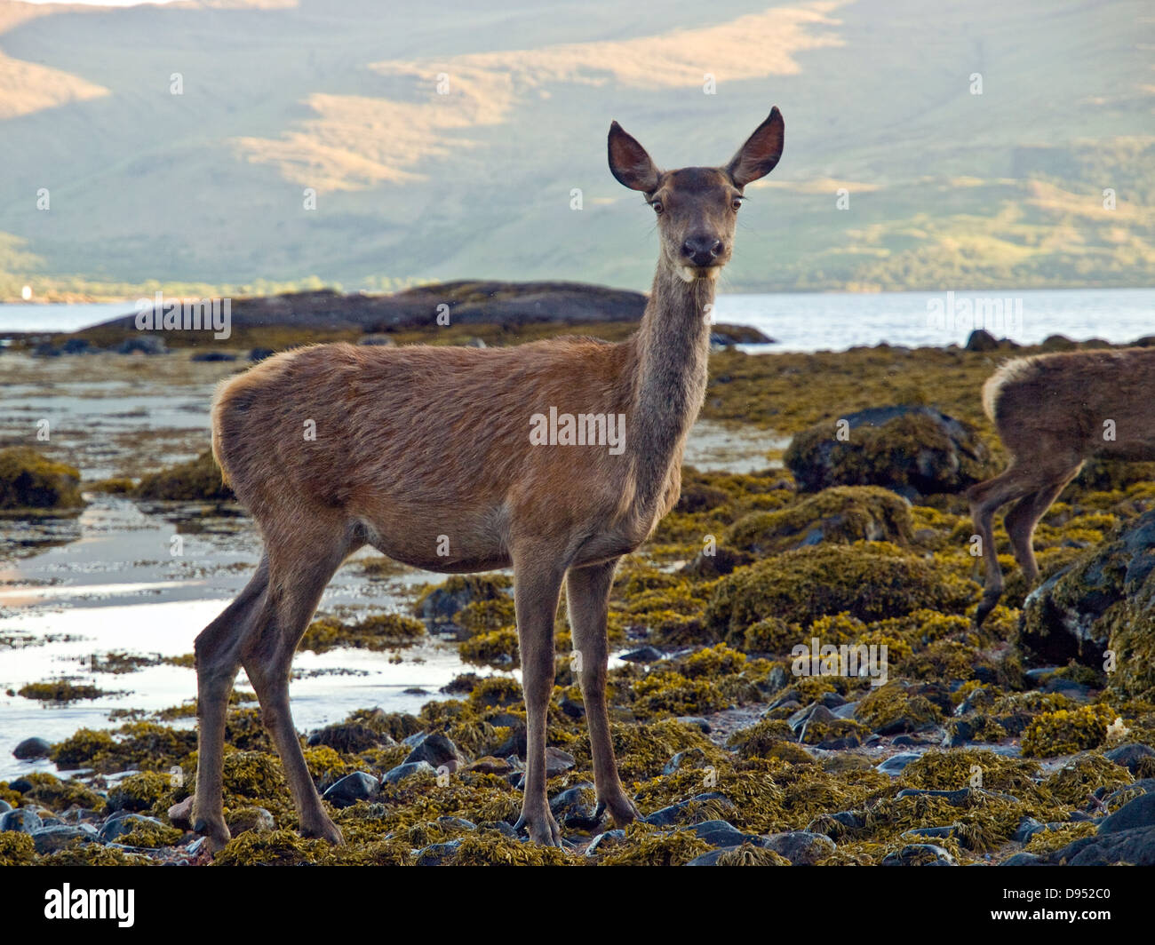 Deer sound hi-res stock photography and images - Alamy