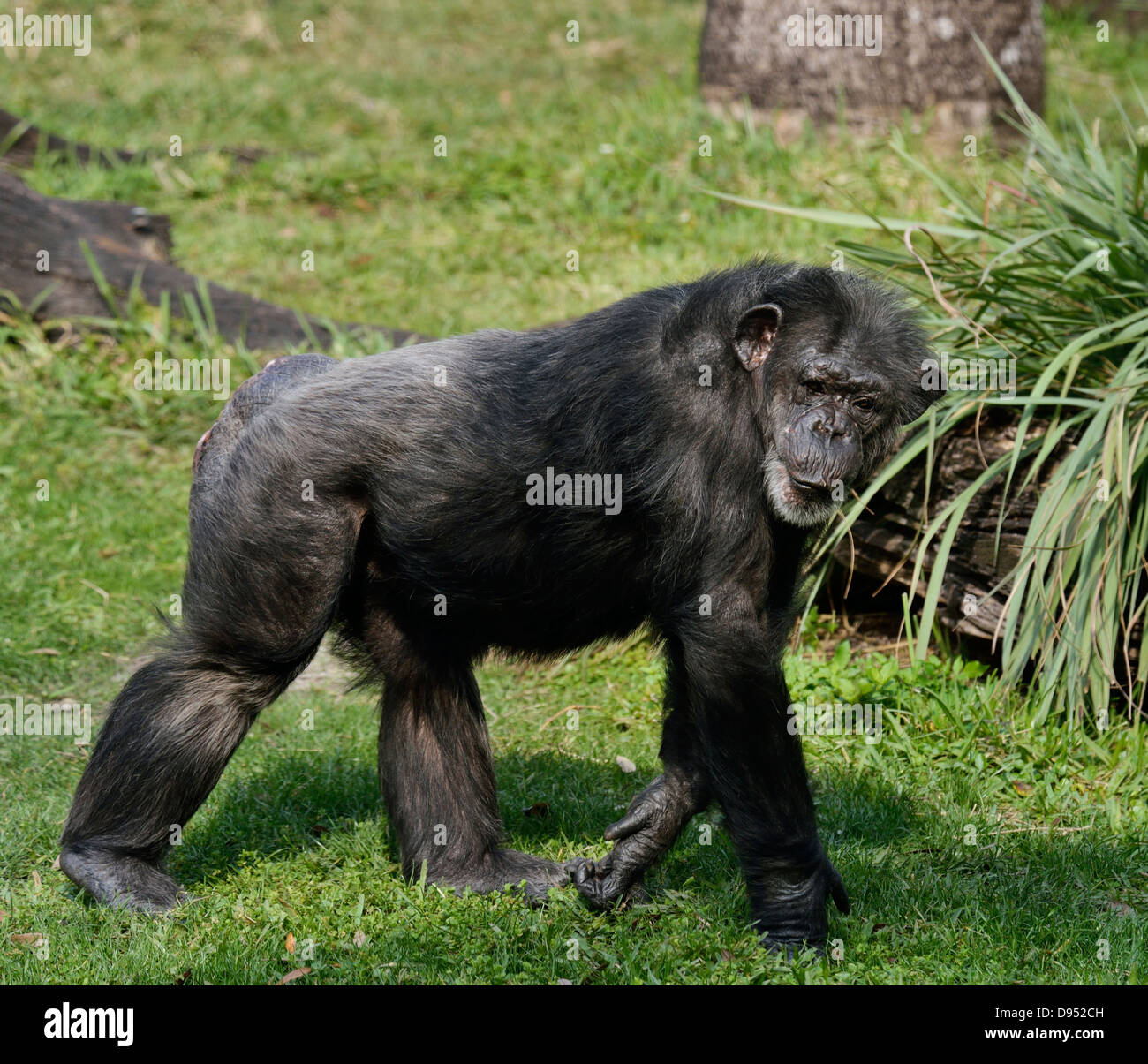 Chimpanzees Walking