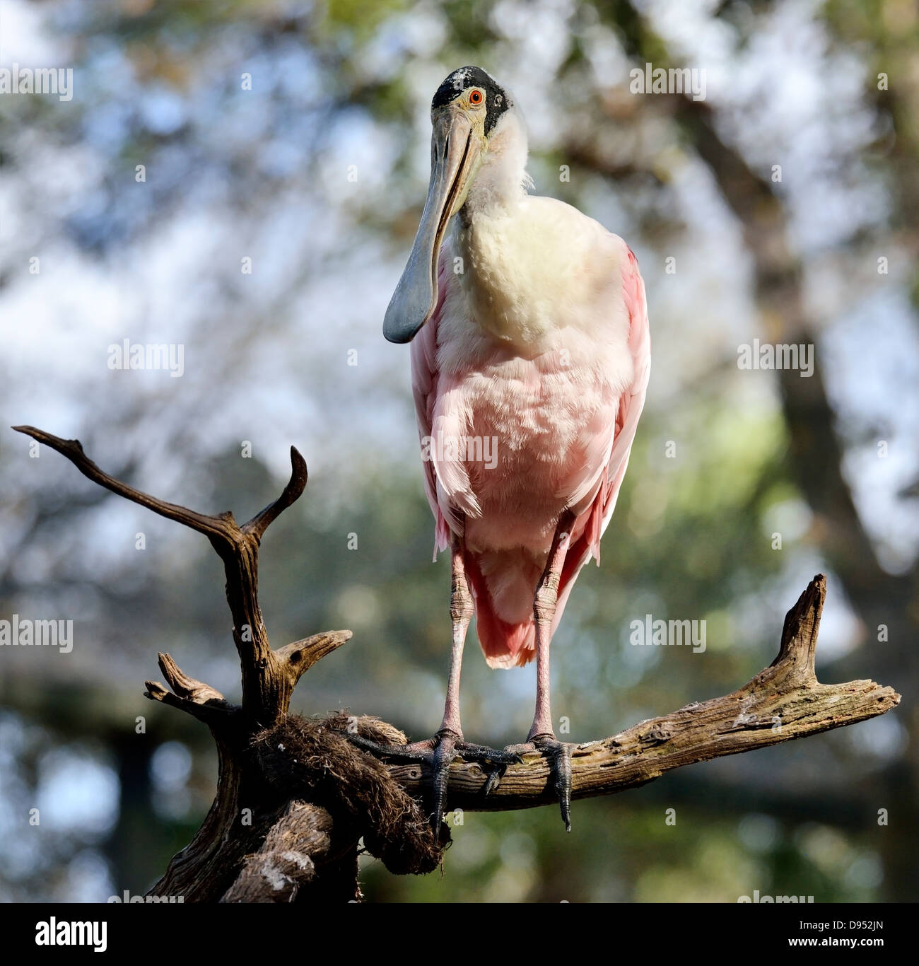 Spoonbill on branch hi-res stock photography and images - Alamy