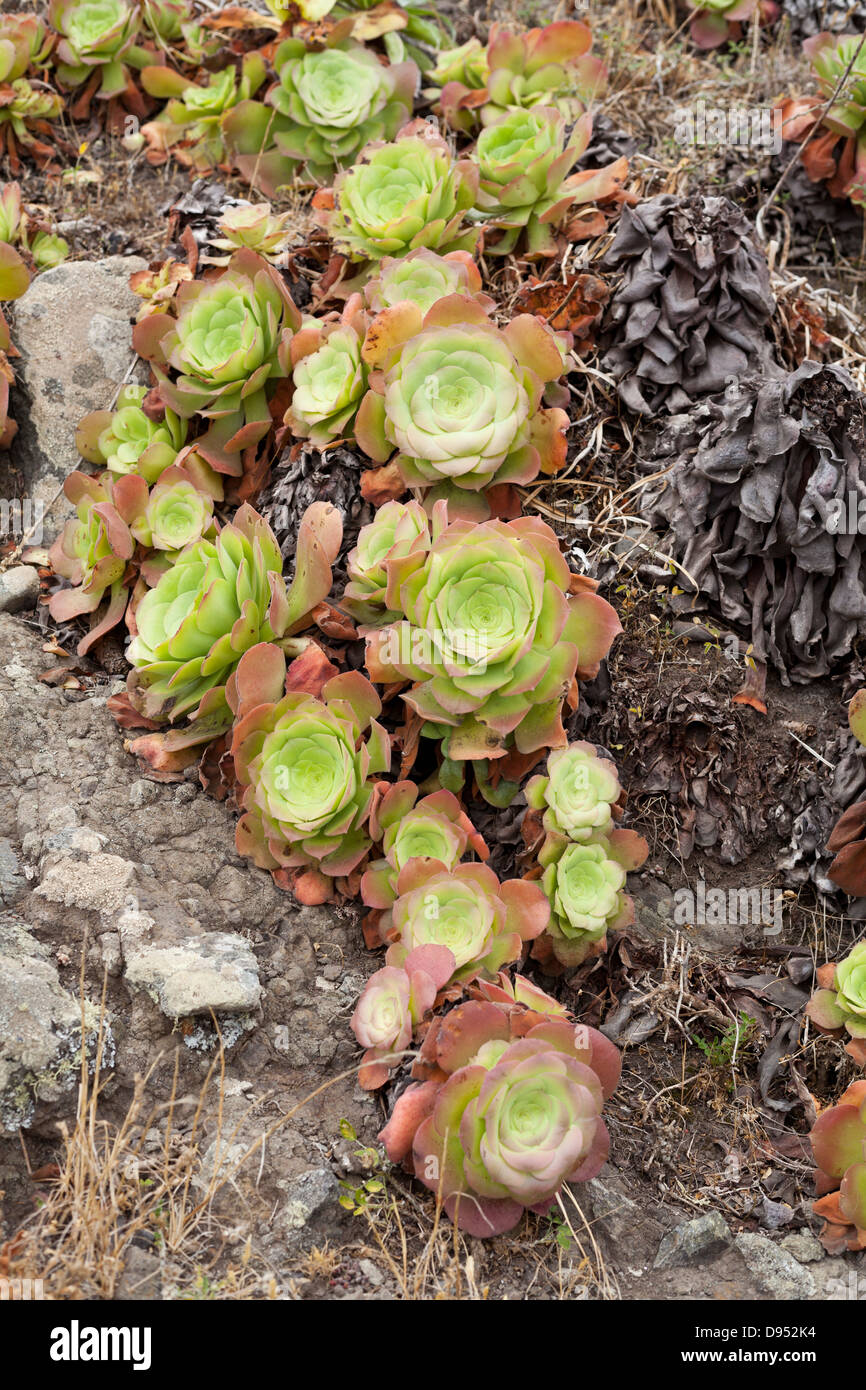 Aeonium cuneatum growing in the Anaga region of Tenerife, Canary ...