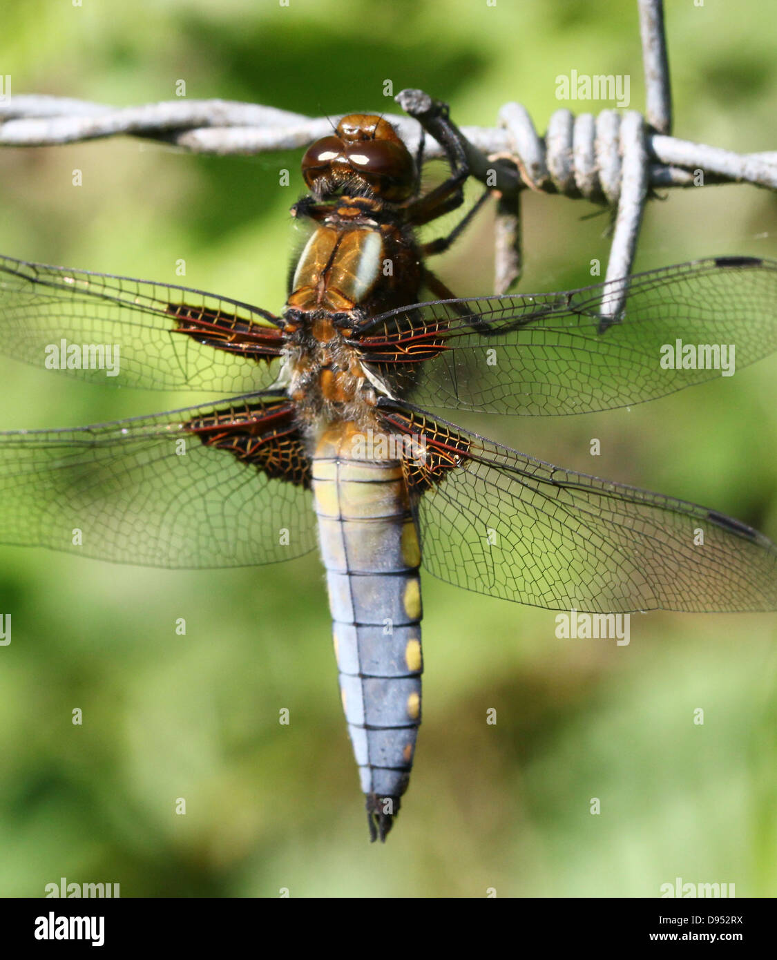 Libellula depressa mannchen hi-res stock photography and images - Alamy