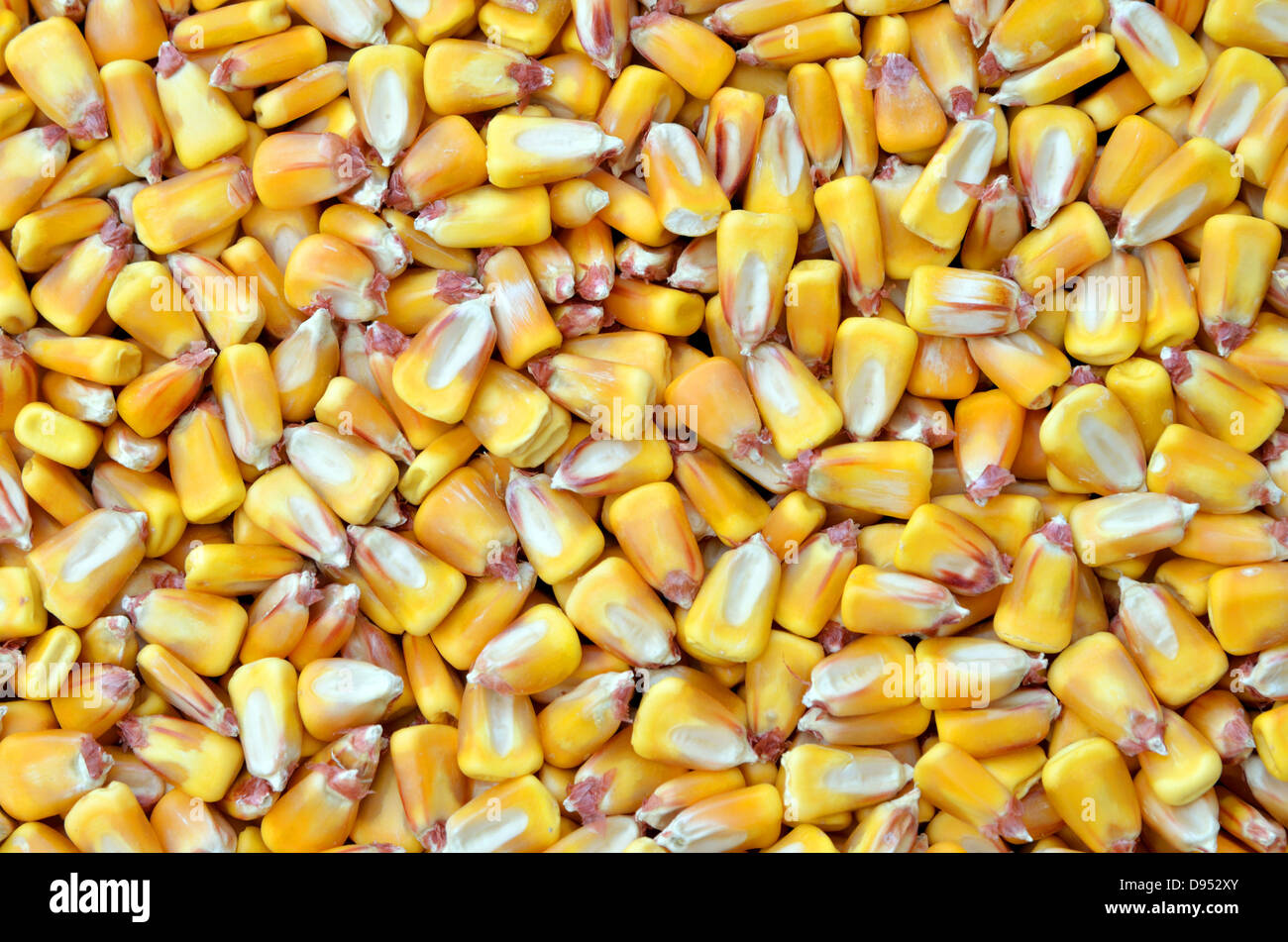 Corn seeds background Stock Photo - Alamy