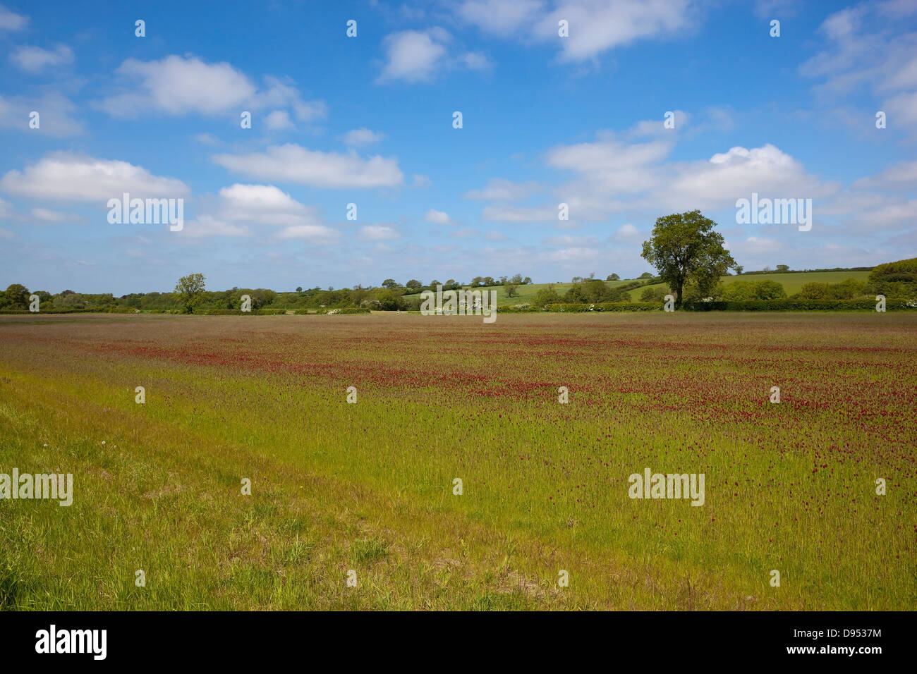 Field red clover in hi-res stock photography and images - Alamy