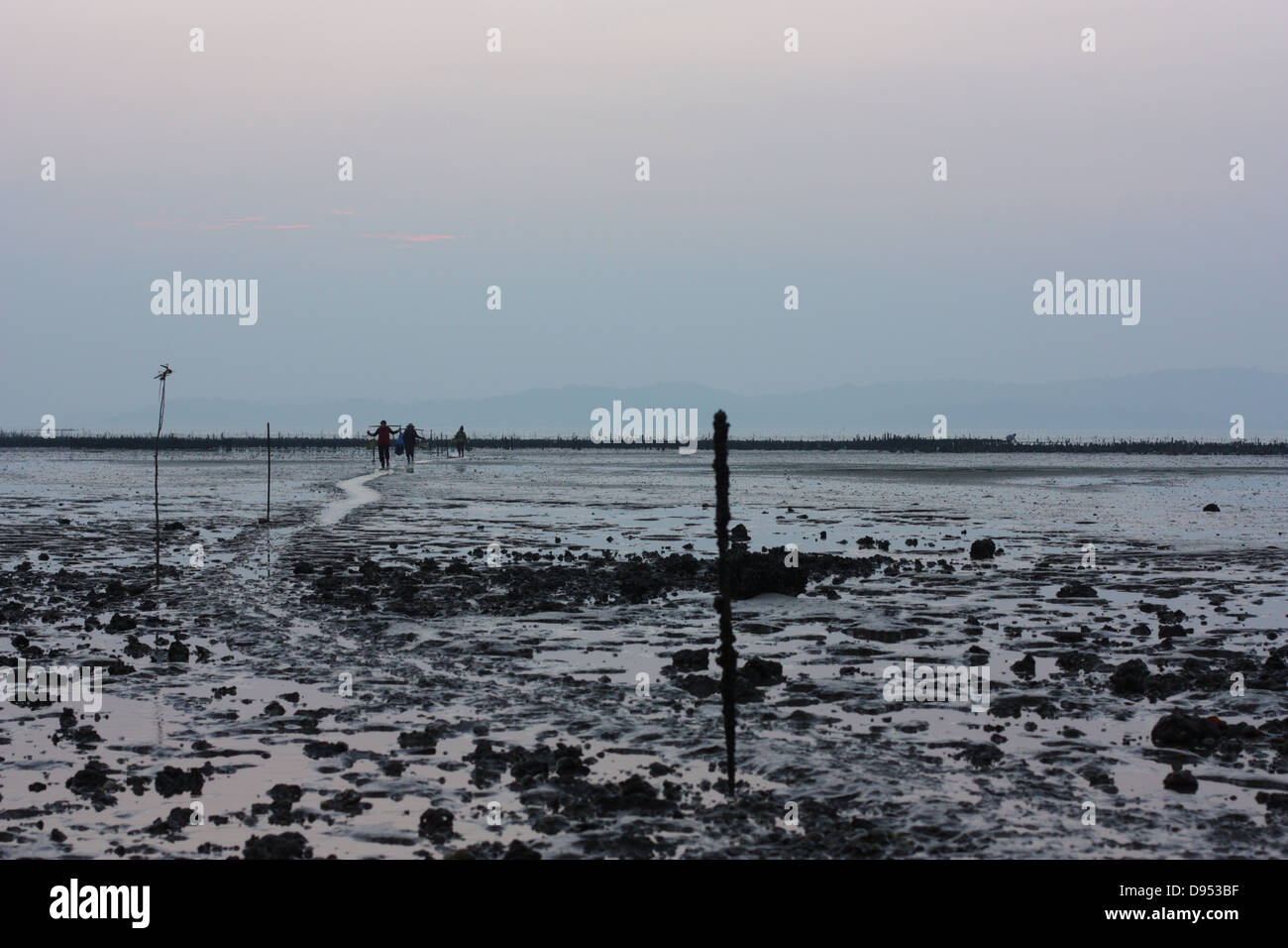 Oyster farmers walk in from the oyster beds during low tide. Jincheng ...