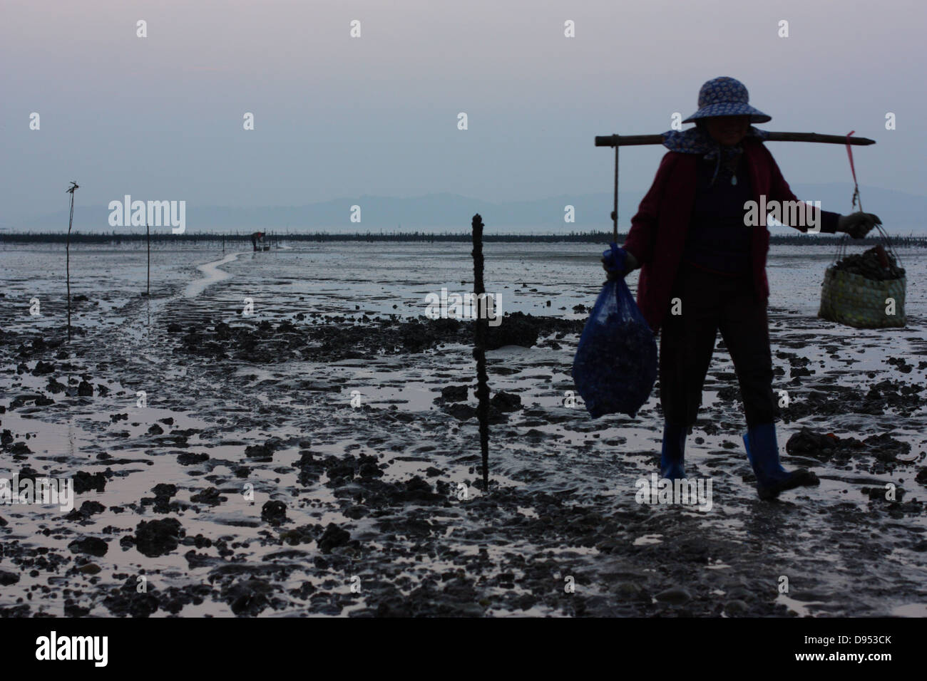 Oyster farmers walk in from the oyster beds during low tide. Jincheng ...