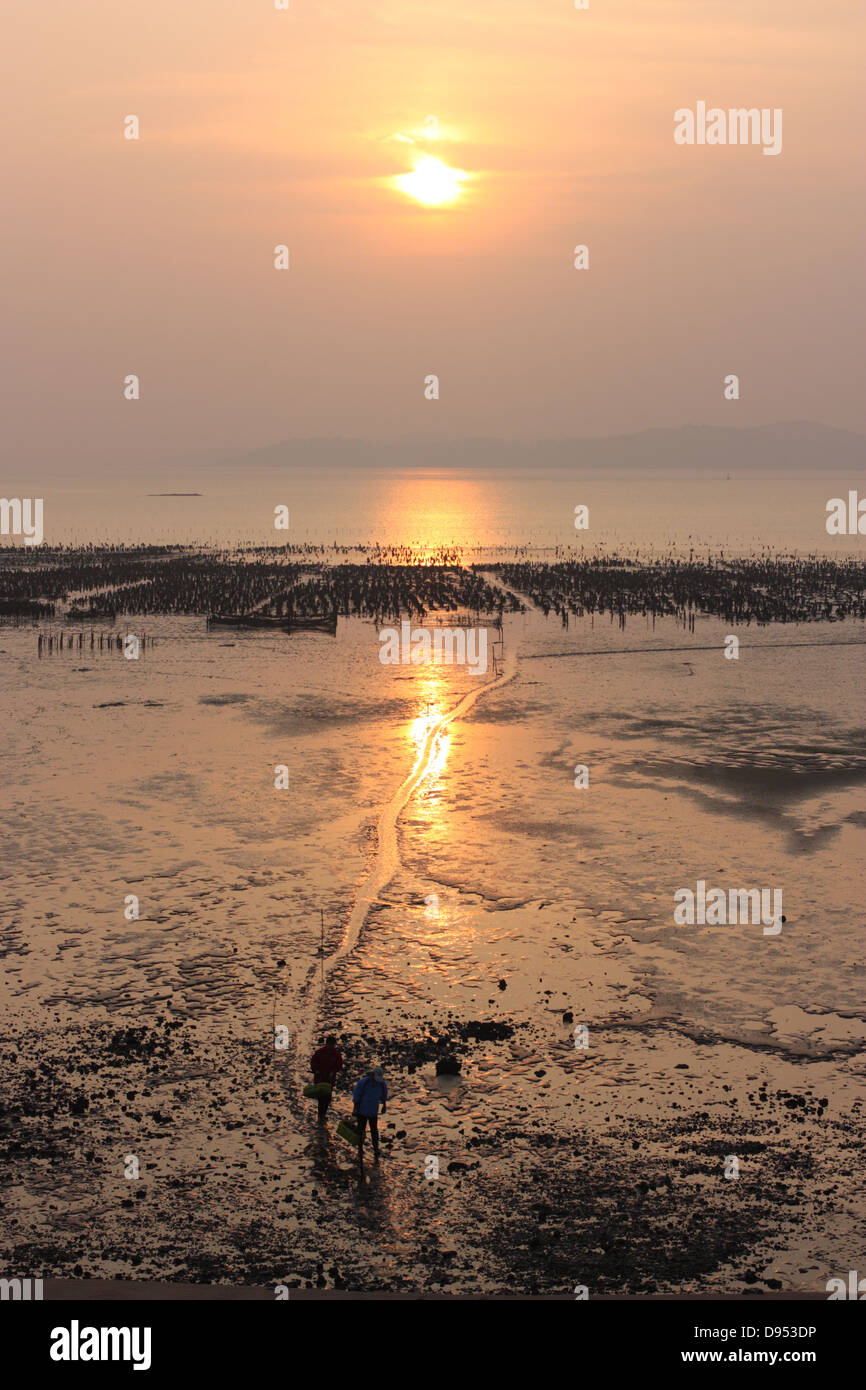 Oyster farmers walk in from the oyster beds during low tide. Jincheng ...