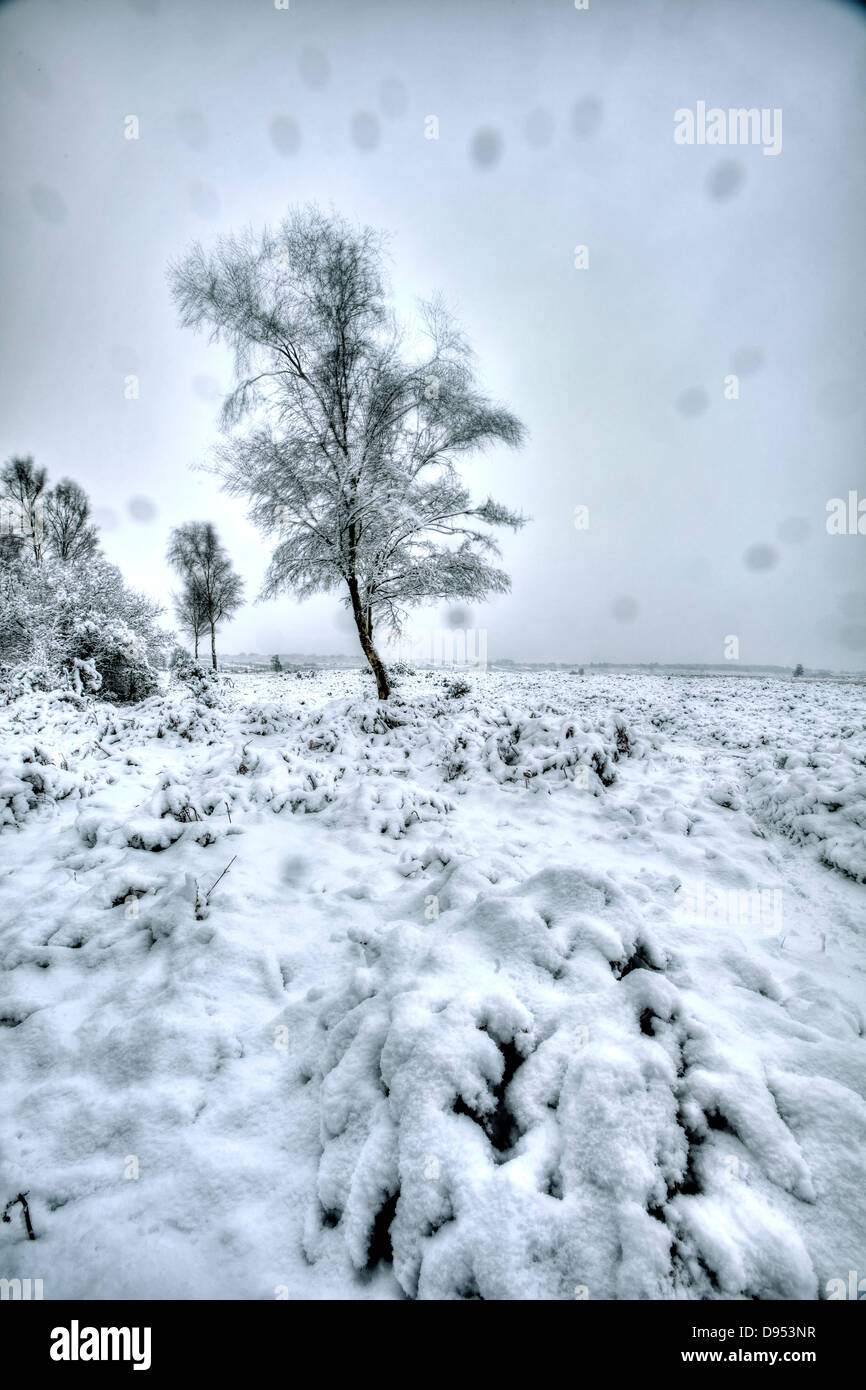 tree in snow, New Forest, UK Stock Photo - Alamy
