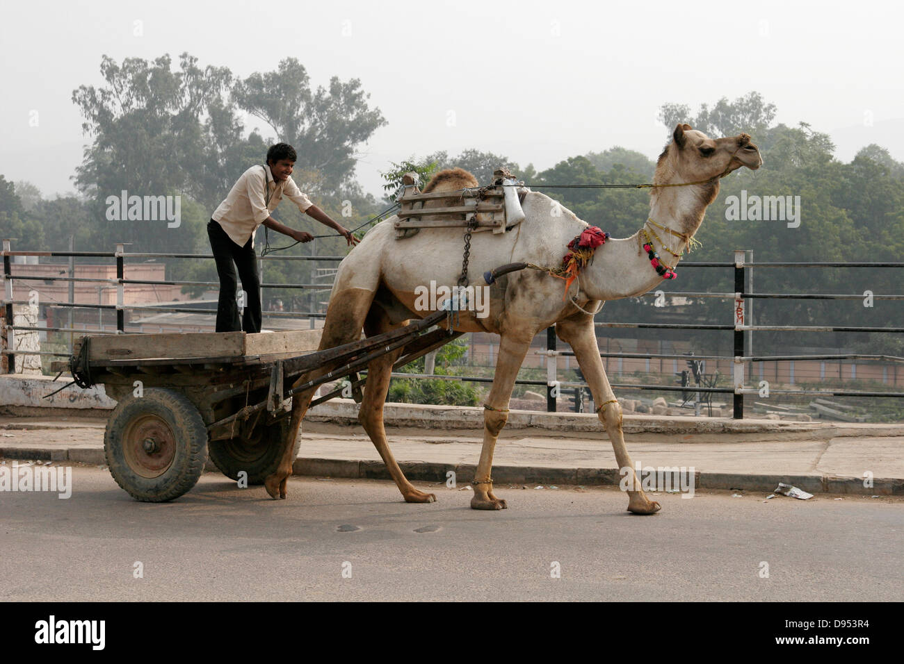 Camel drawn cart hi-res stock photography and images - Alamy