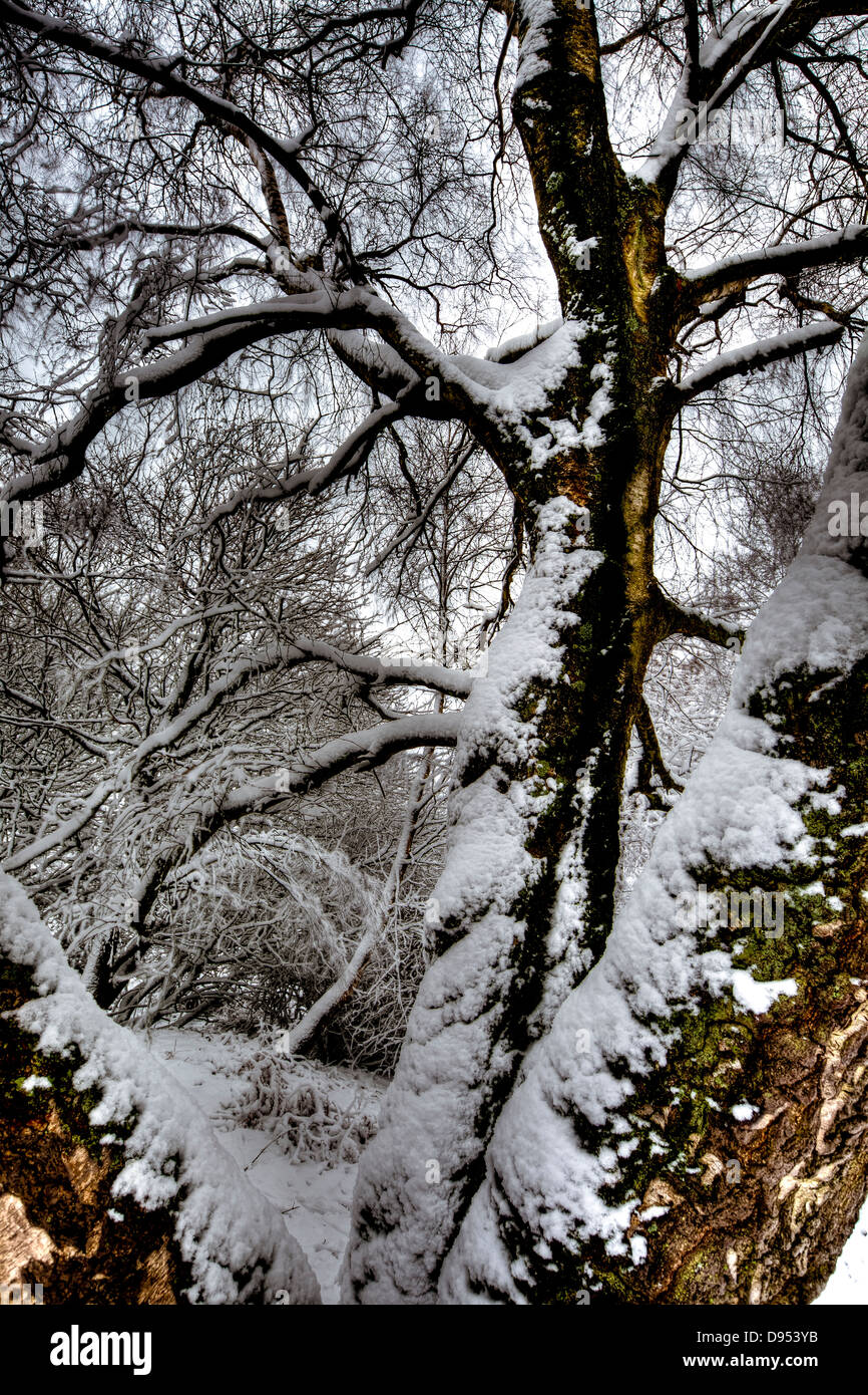 snow covered tree Stock Photo - Alamy