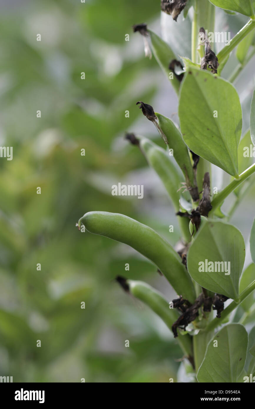 Field bean (Vicia faba) podset Stock Photo - Alamy
