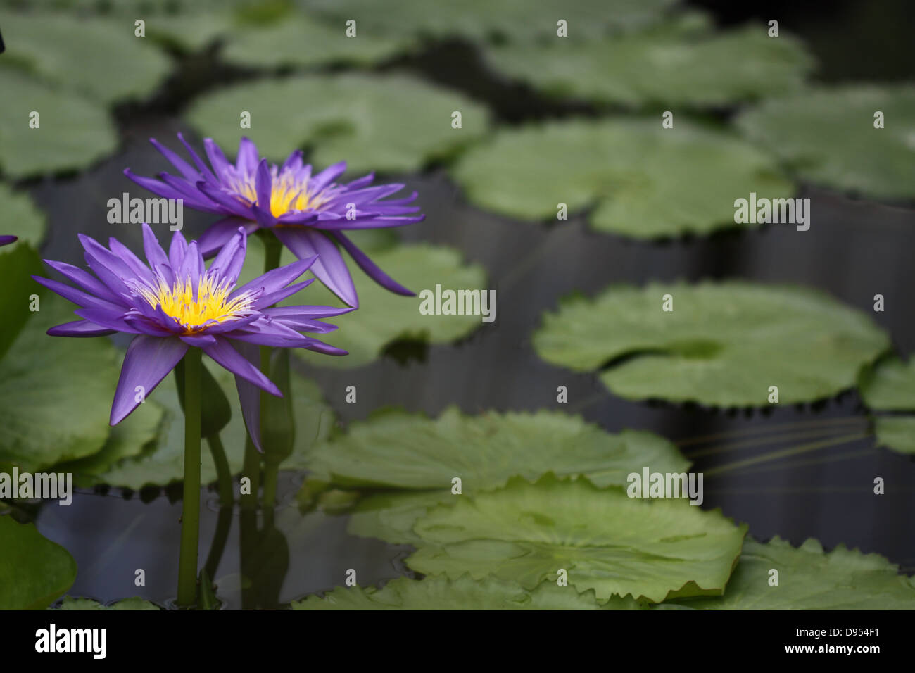 Blue and yellow lotus flower macro Stock Photo - Alamy
