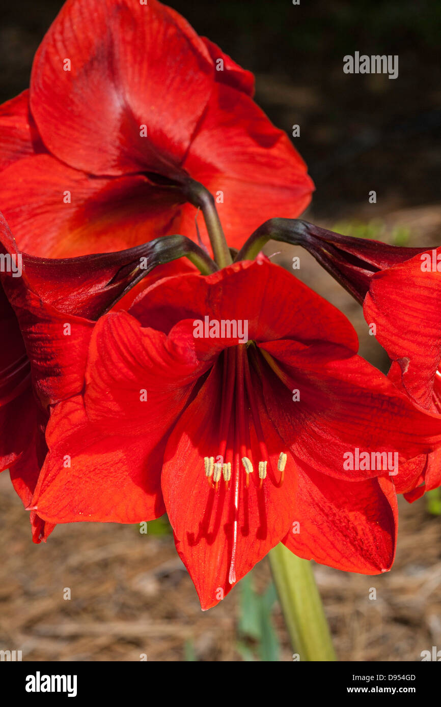 Lily amaryllis hi-res stock photography and images - Alamy