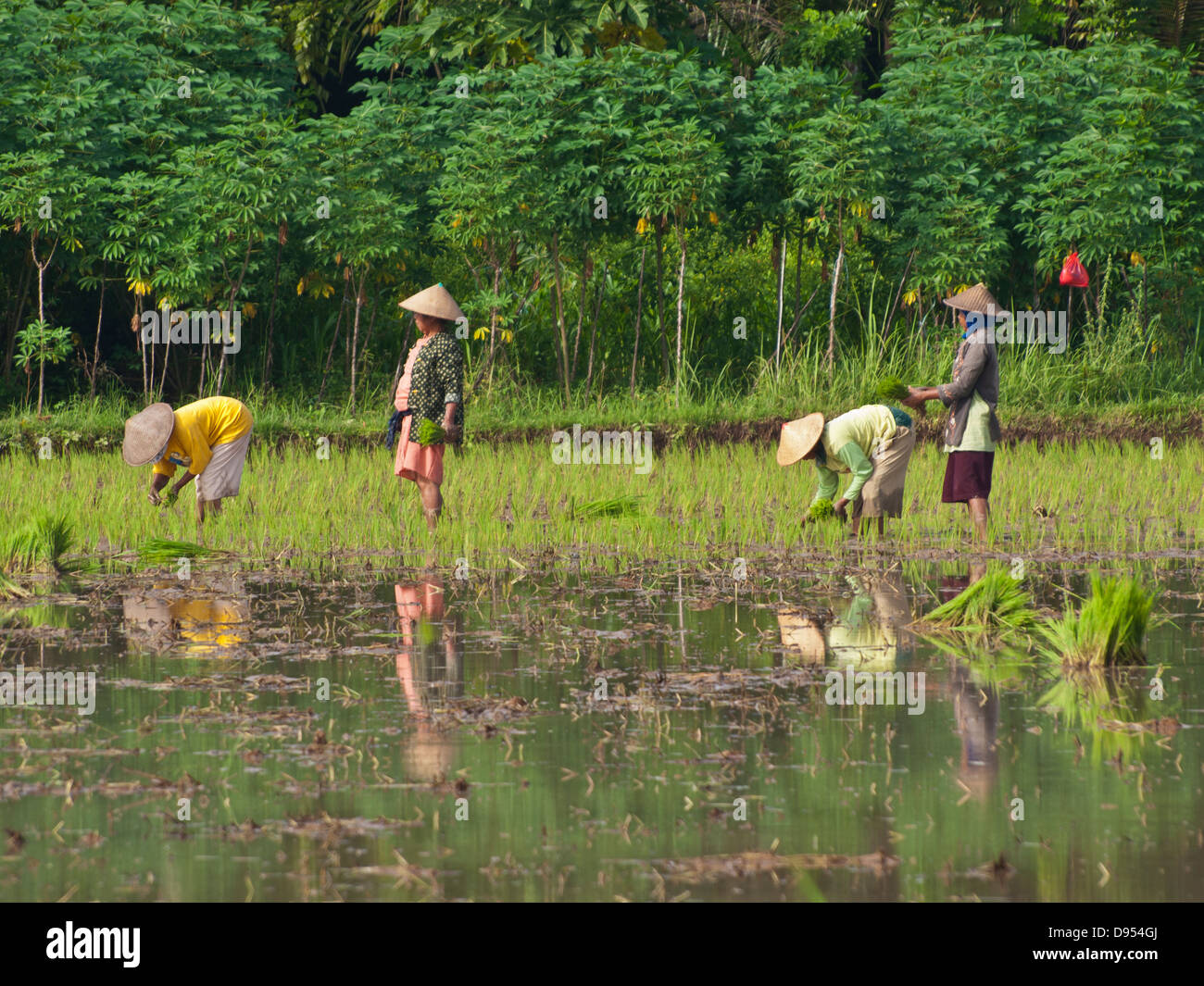 People working in the rice fields of Java Stock Photo - Alamy
