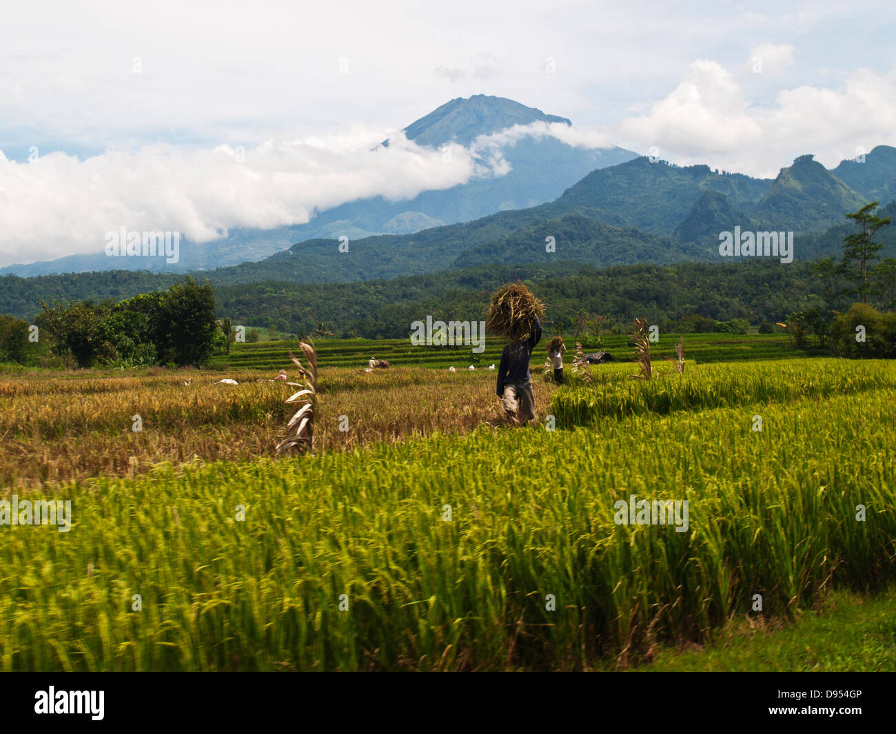 People working in the rice fields of Java Stock Photo - Alamy